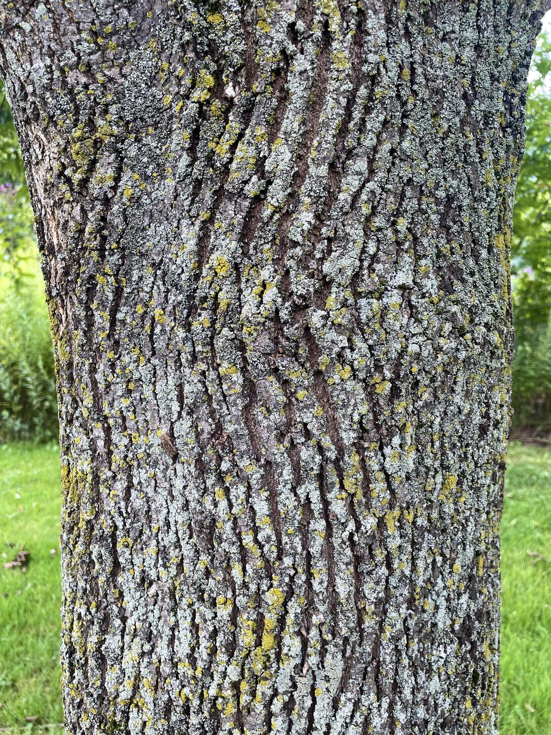 White Ash | CMP Tree Selection Tool